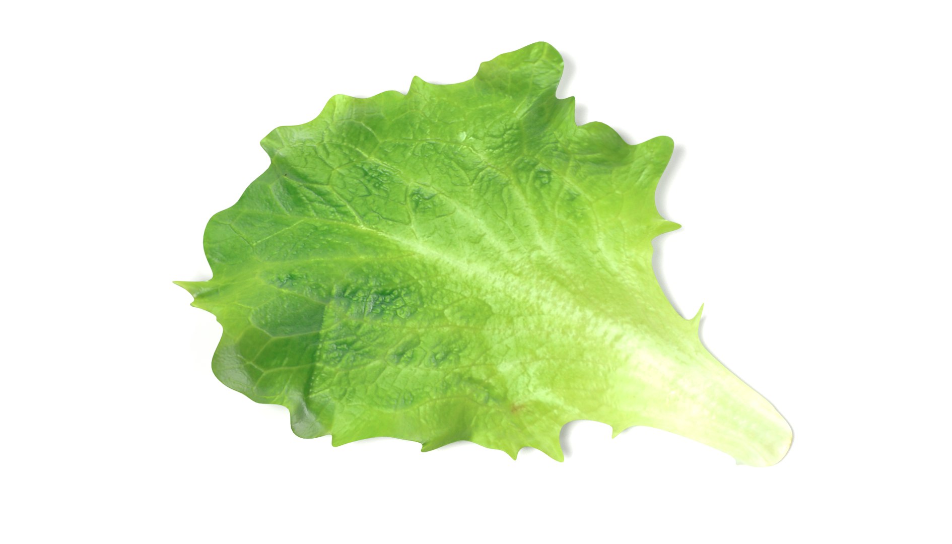 Lettuce 3d 3ds