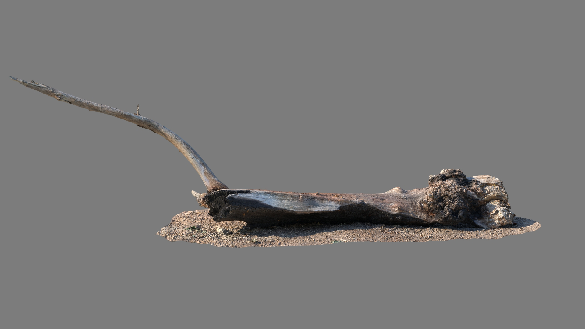 Scanned Dead Tree 3D - TurboSquid 2216709
