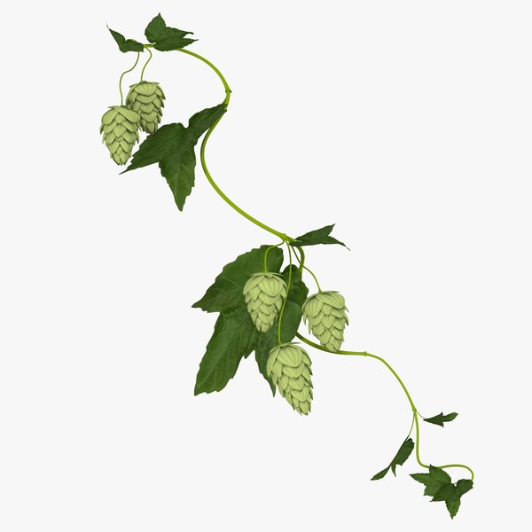 Green growing hops plant 3D model - TurboSquid 1441054