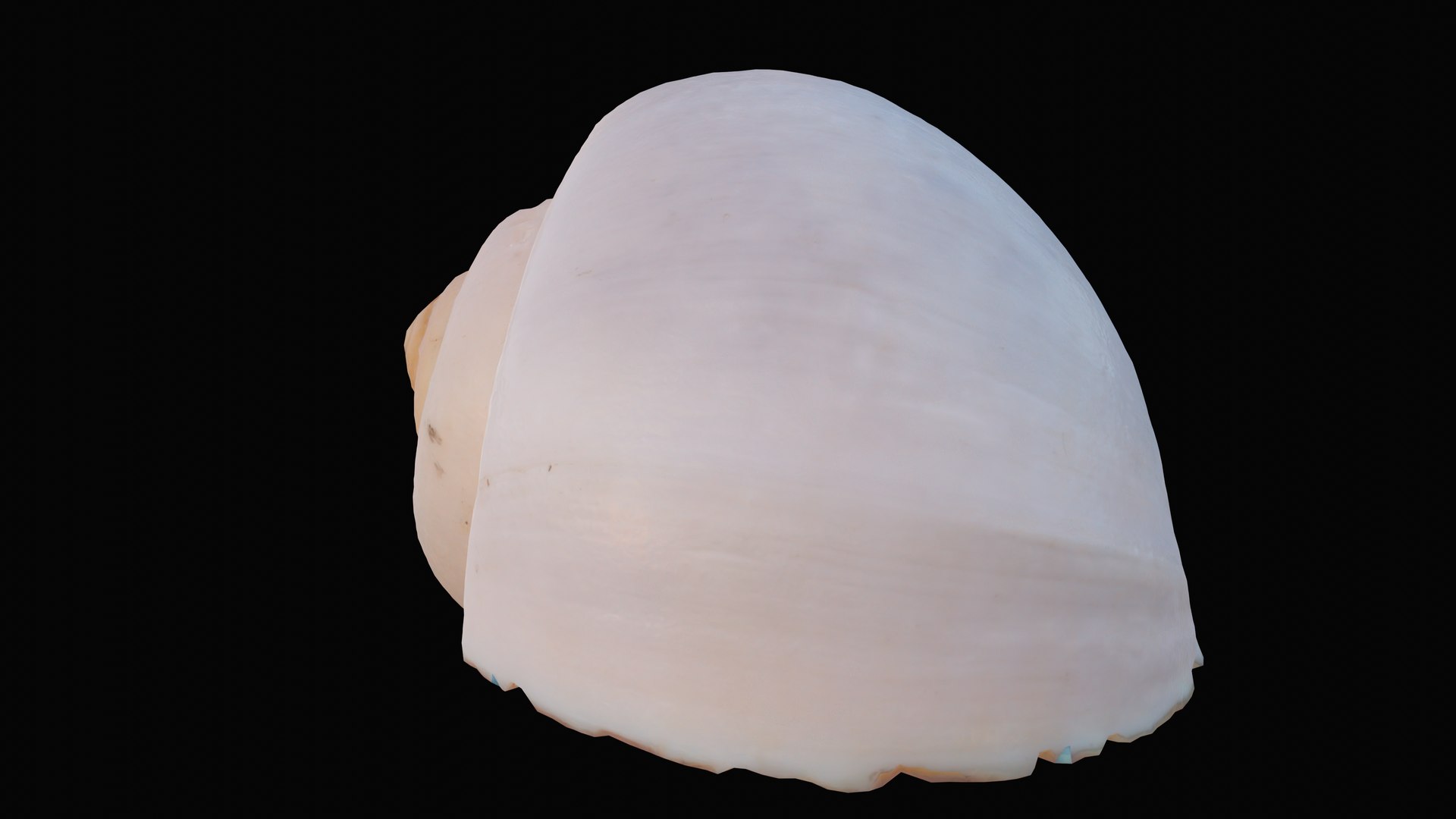 Shell Ivory Snail 3D - TurboSquid 1627554