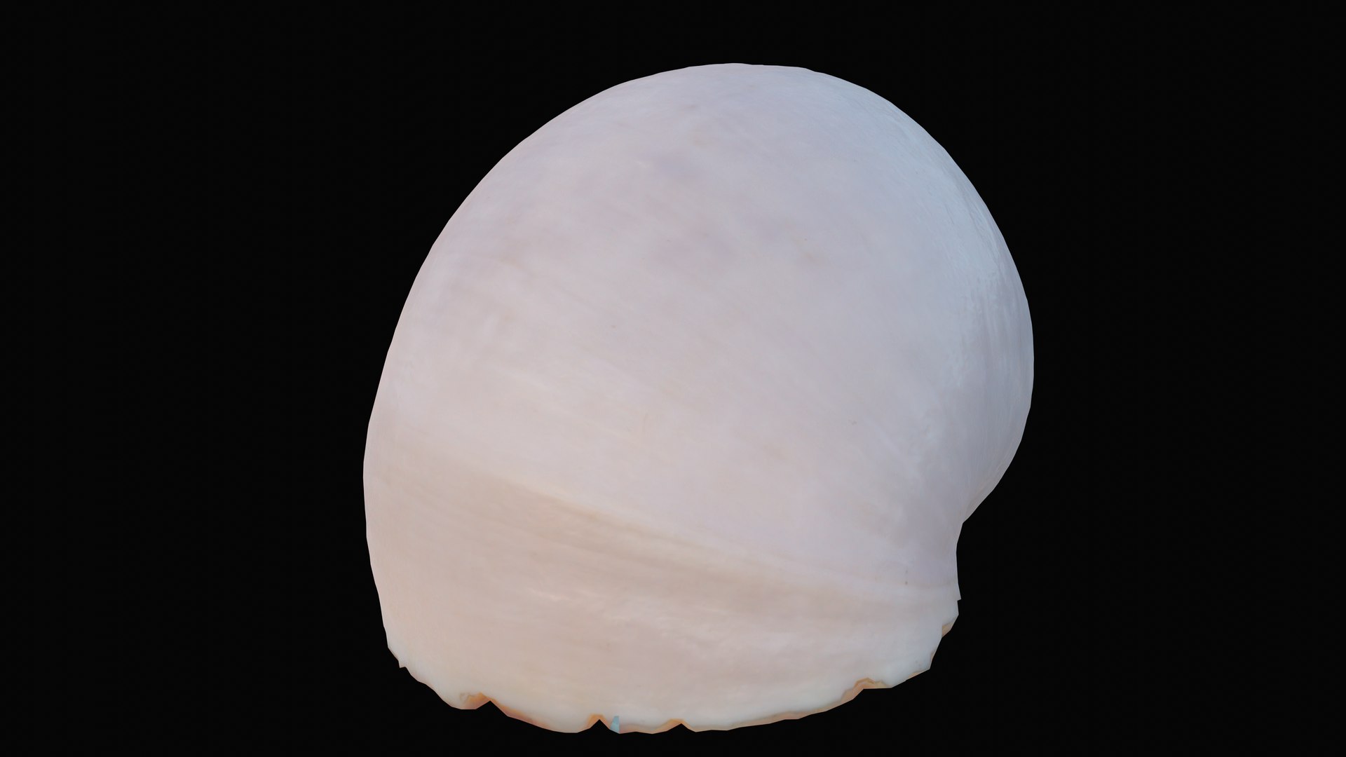Shell Ivory Snail 3D - TurboSquid 1627554