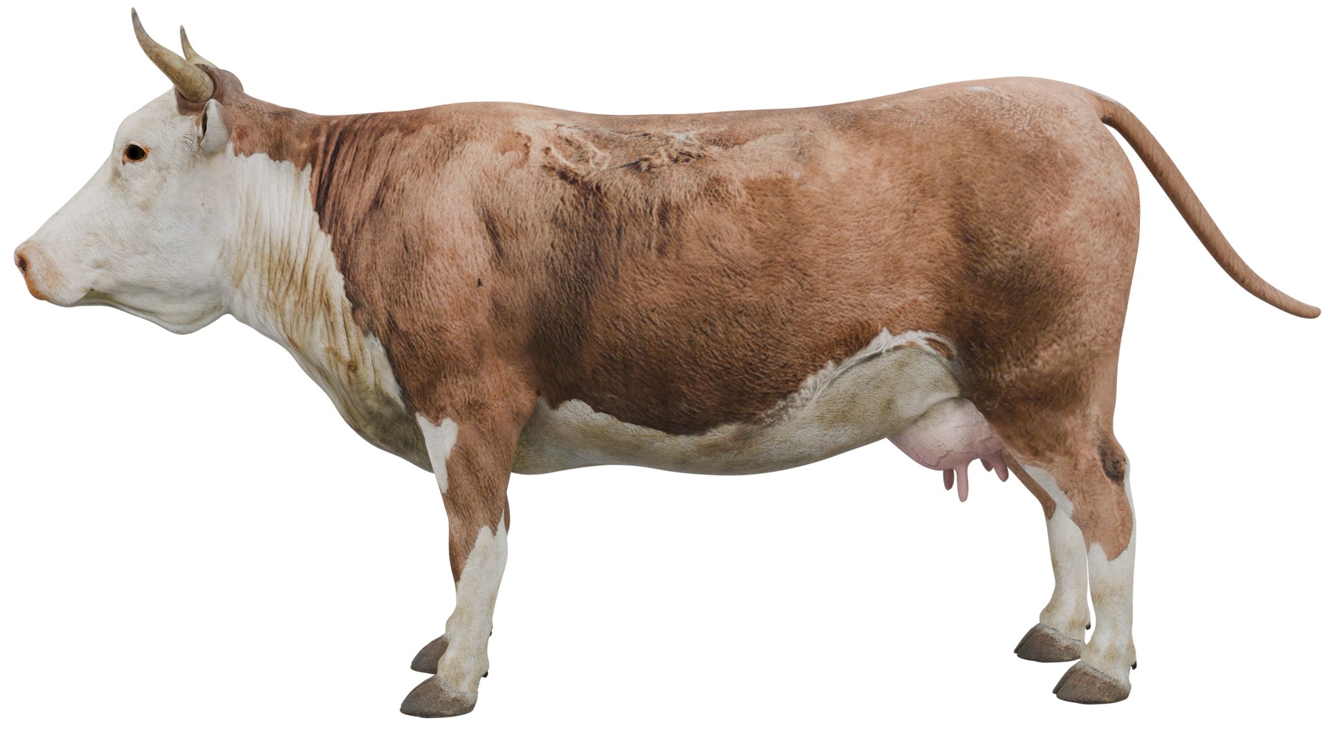 Dairy Cow Model - TurboSquid 2388044