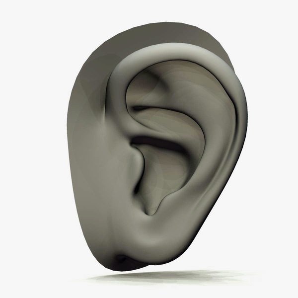 3D Ear Models | TurboSquid