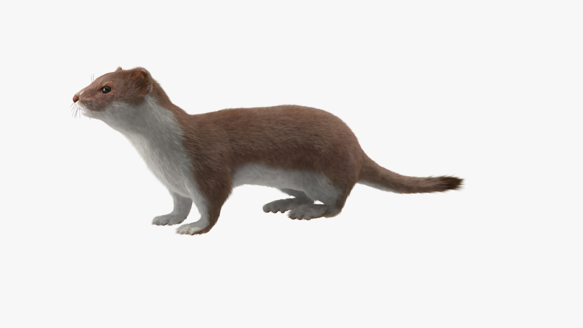 3D Stoat Brown Fur Model - TurboSquid 2208847
