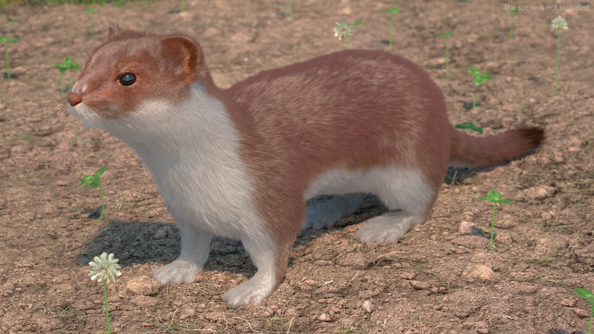 3D Stoat Brown Fur Model - TurboSquid 2208847