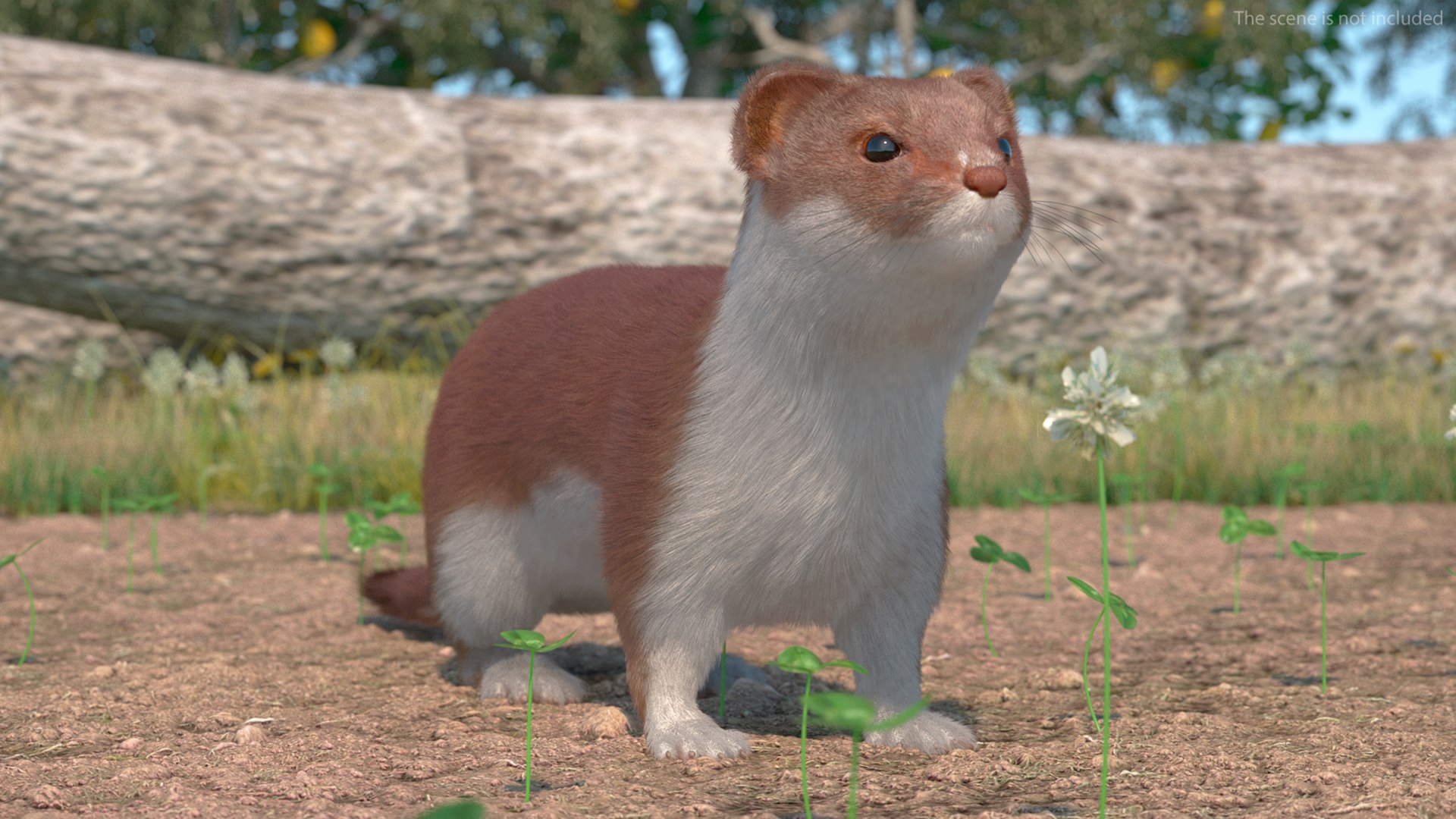 3D Stoat Brown Fur Model - TurboSquid 2208847