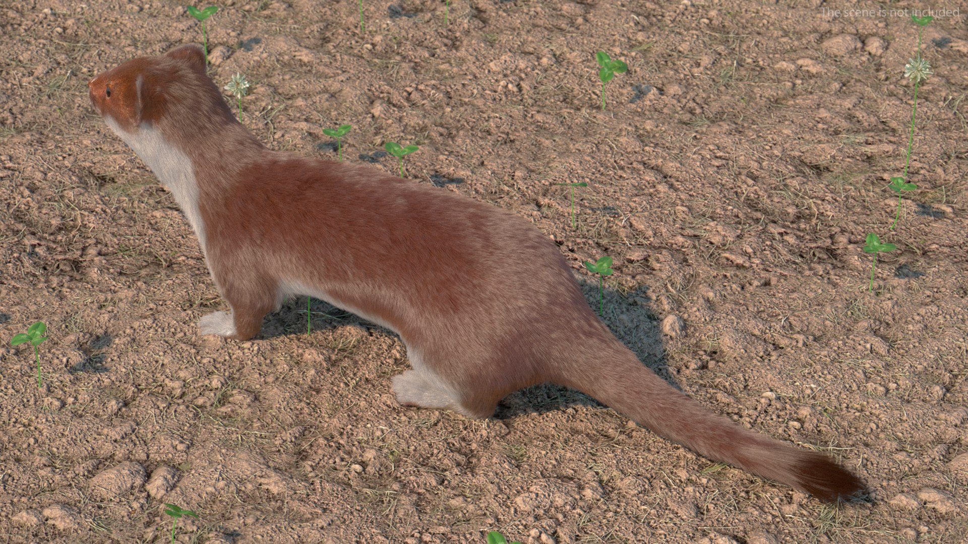 3D Stoat Brown Fur Model - TurboSquid 2208847