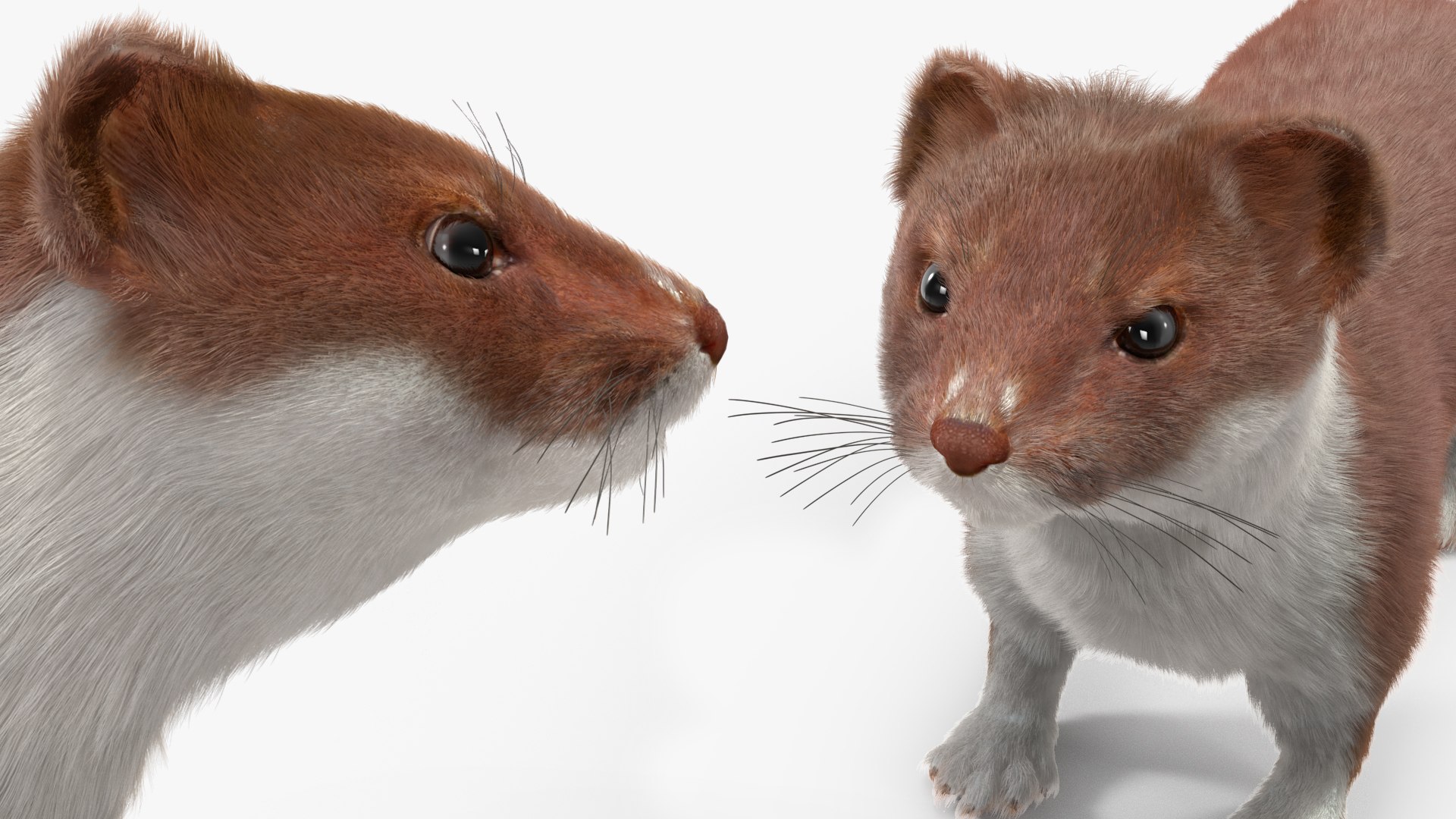 3D Stoat Brown Fur Model - TurboSquid 2208847