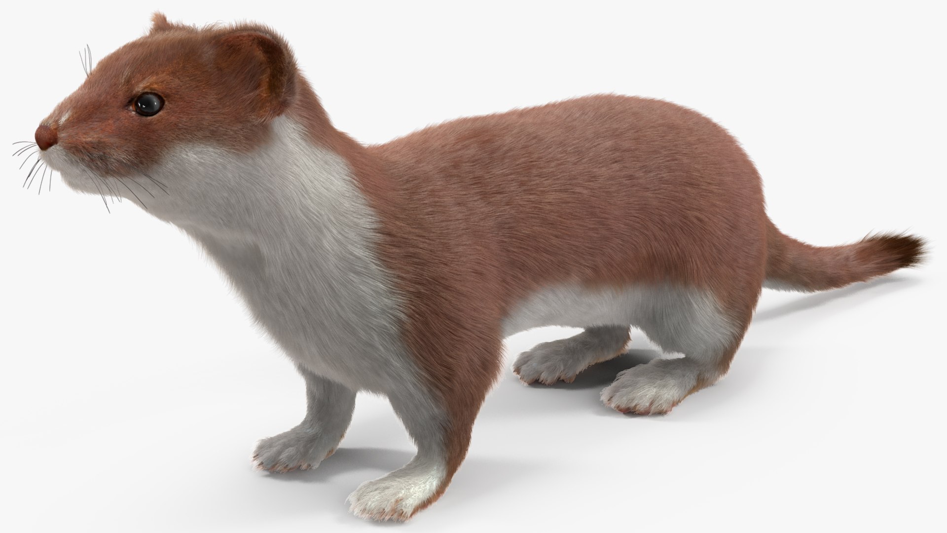 3D Stoat Brown Fur Model - TurboSquid 2208847