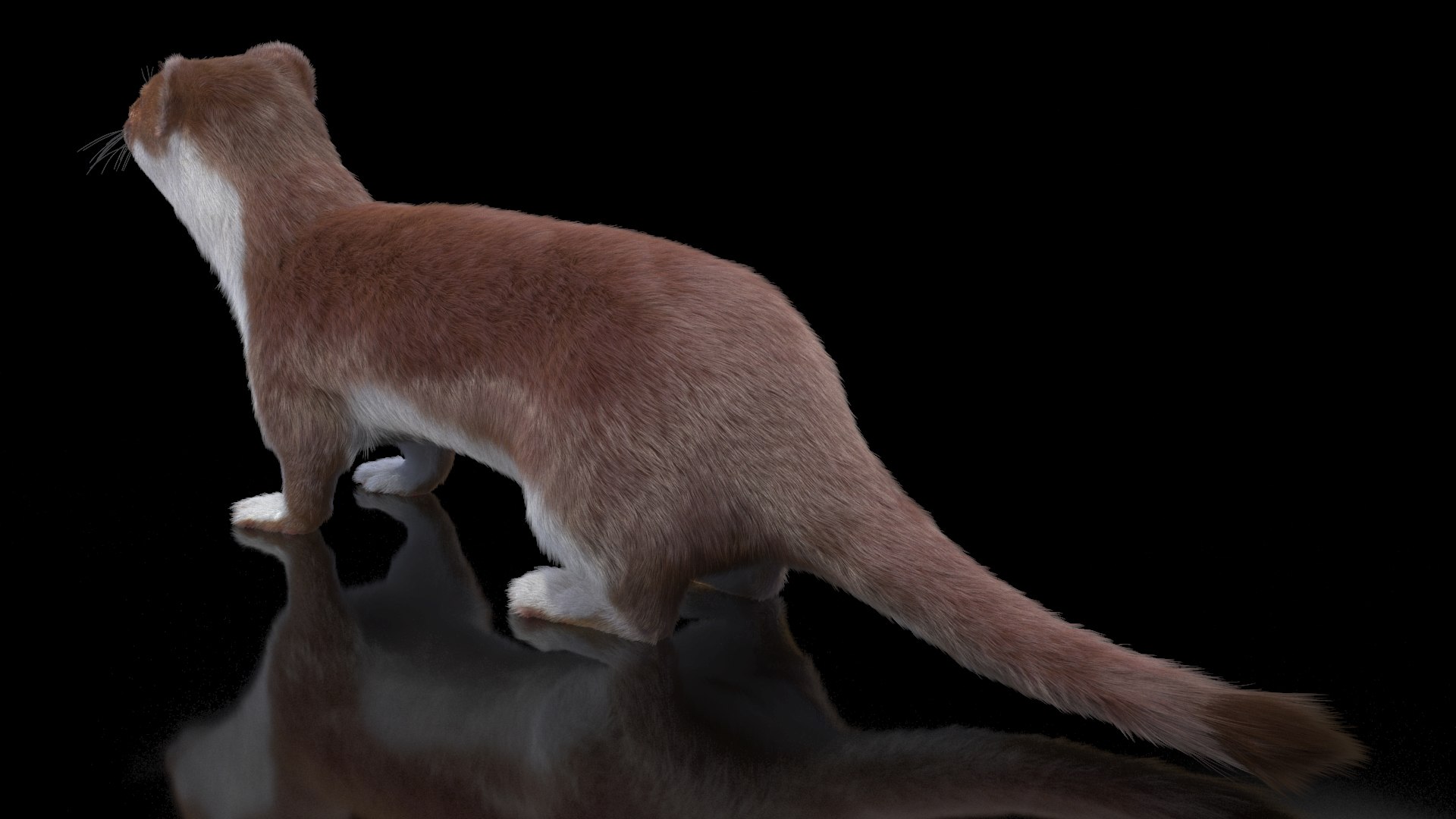 3D Stoat Brown Fur Model - TurboSquid 2208847