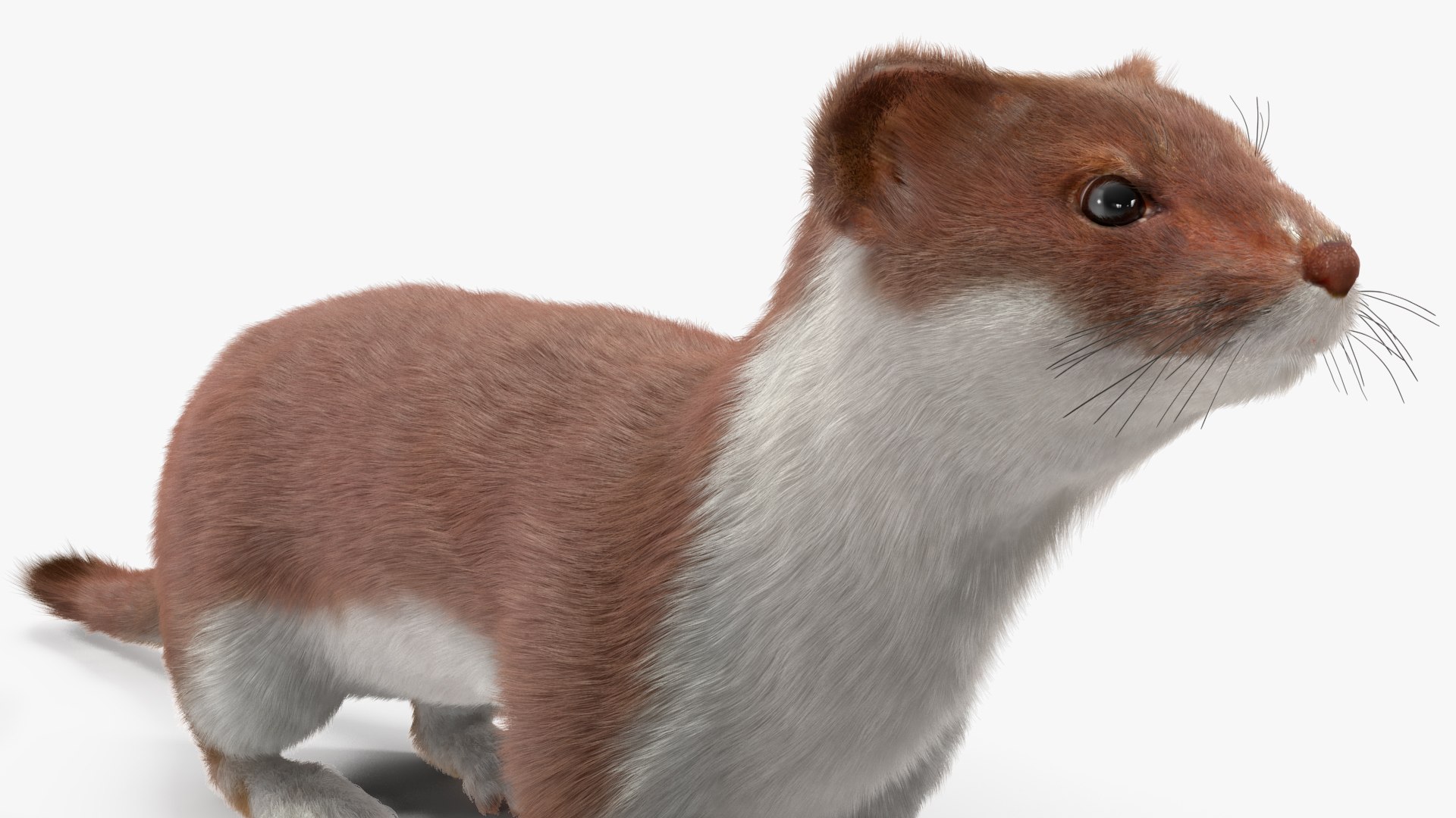 3D Stoat Brown Fur Model - TurboSquid 2208847