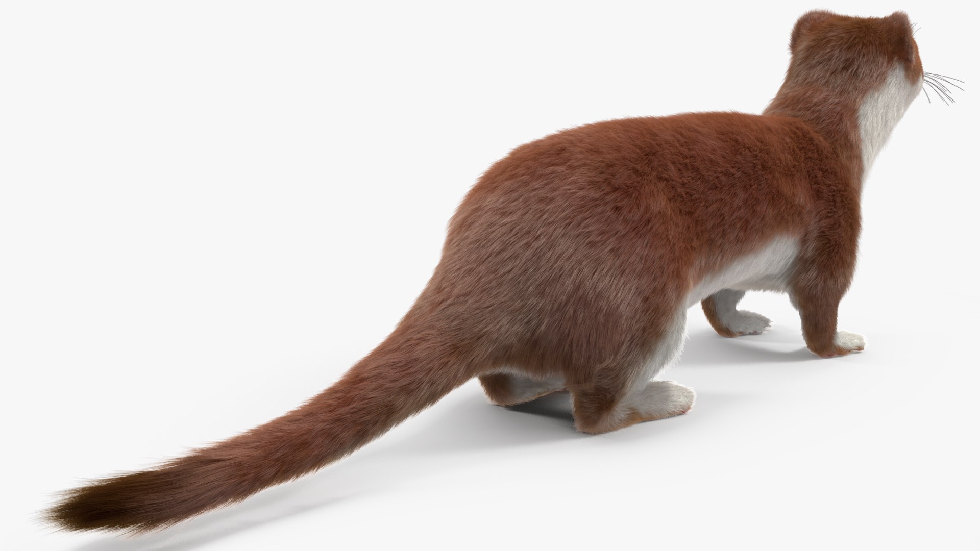 3D Stoat Brown Fur Model - TurboSquid 2208847