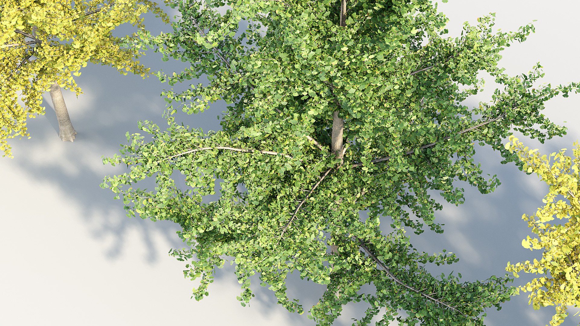 3D Ginkgo Biloba Maidenhair Trees 01 - TurboSquid 2081152
