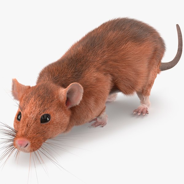 Laufendes Nagetier, Ratte, braunes Fell, animiert, manipuliert 3D ...