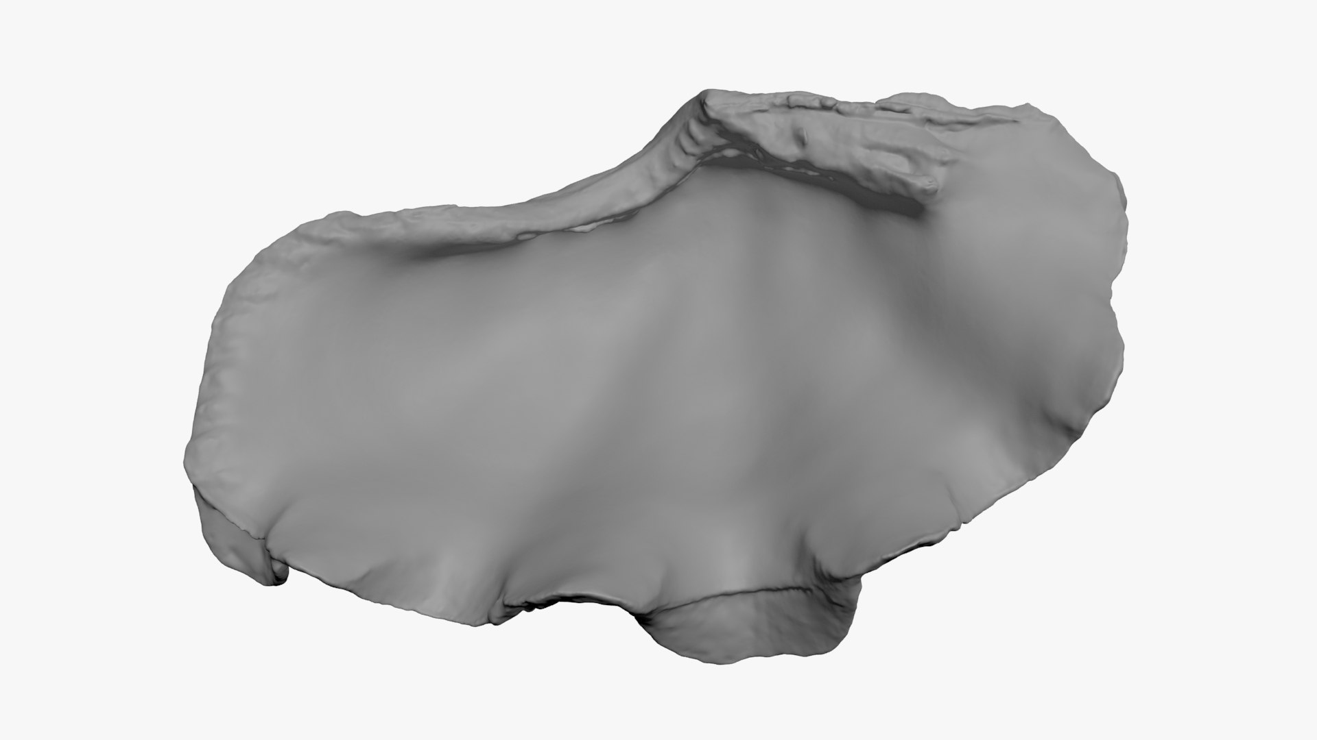 Giant Clam Shell Half 02 For 3D Print 3D Model - TurboSquid 2304973