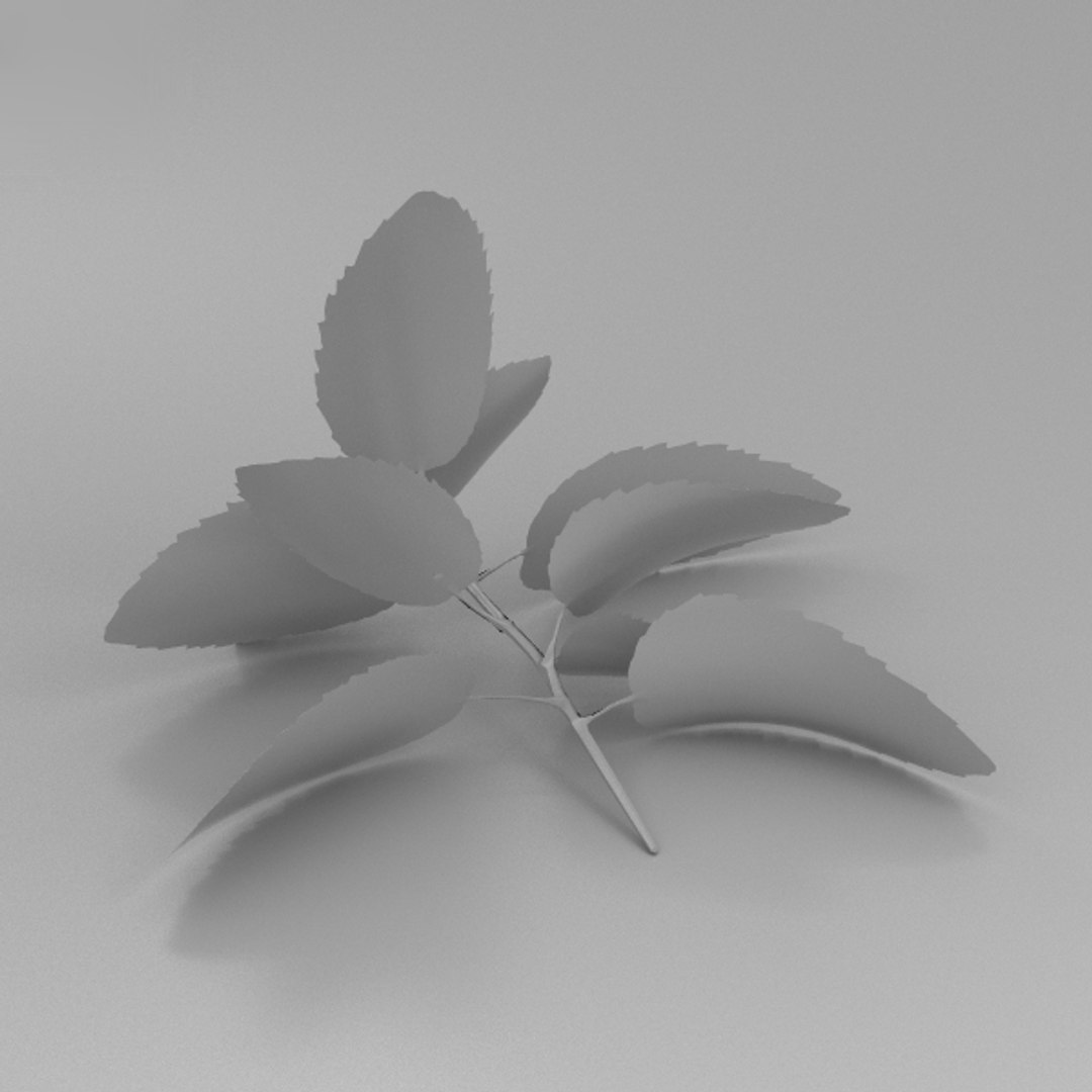 Peppermint Mint 3D Model - TurboSquid 1370566