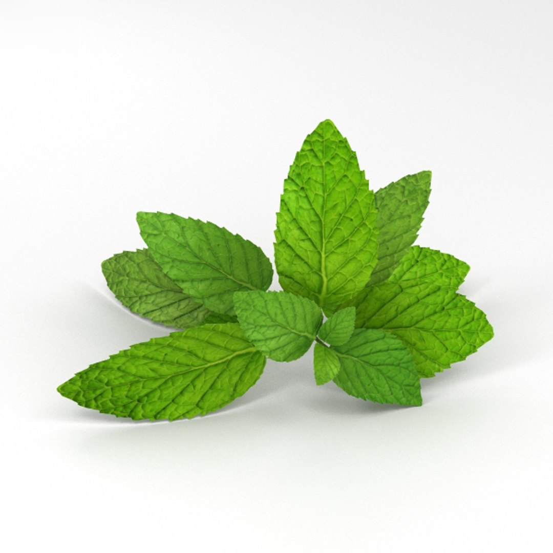 Peppermint Mint 3D Model - TurboSquid 1370566