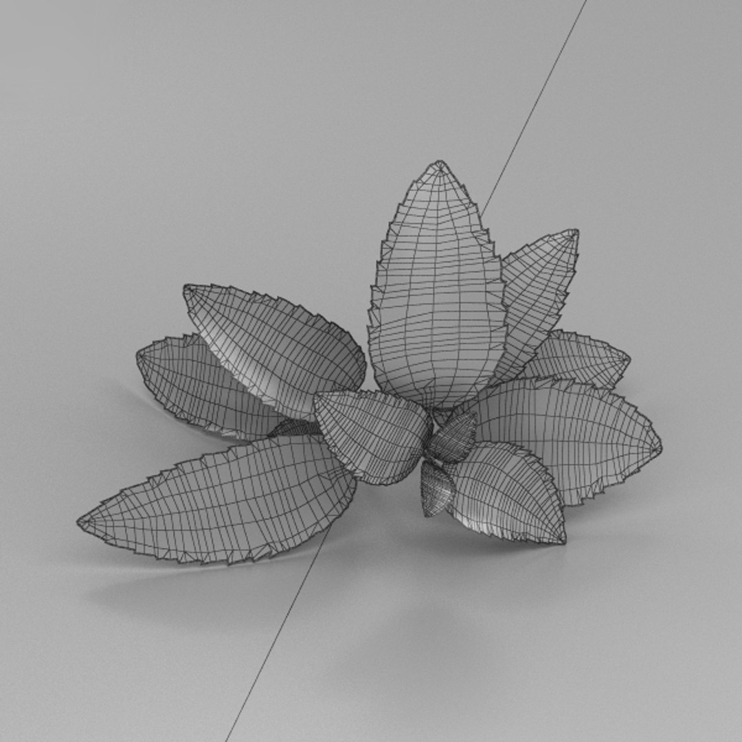 Peppermint Mint 3D Model - TurboSquid 1370566