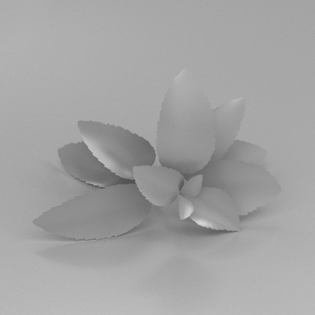 Peppermint Mint 3D Model - TurboSquid 1370566