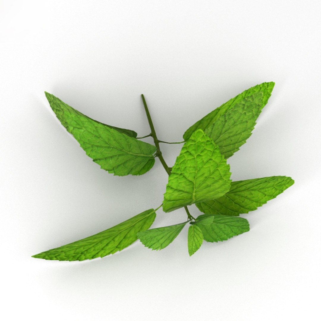 Peppermint Mint 3D Model - TurboSquid 1370566