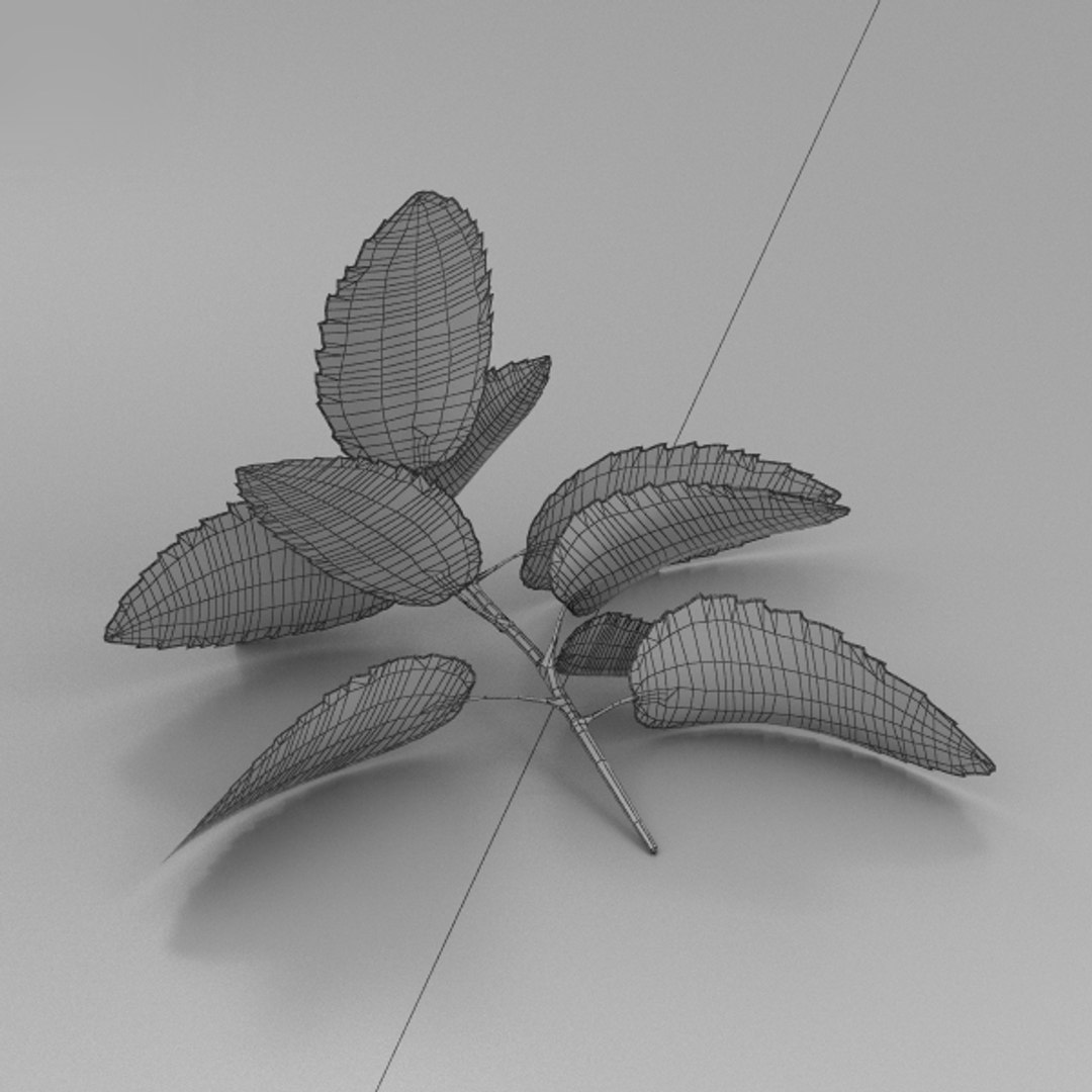 Peppermint Mint 3D Model - TurboSquid 1370566