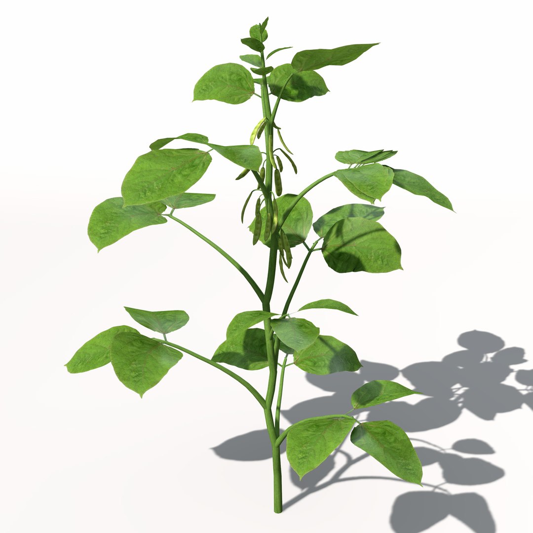Soybean Plant 3d Model
