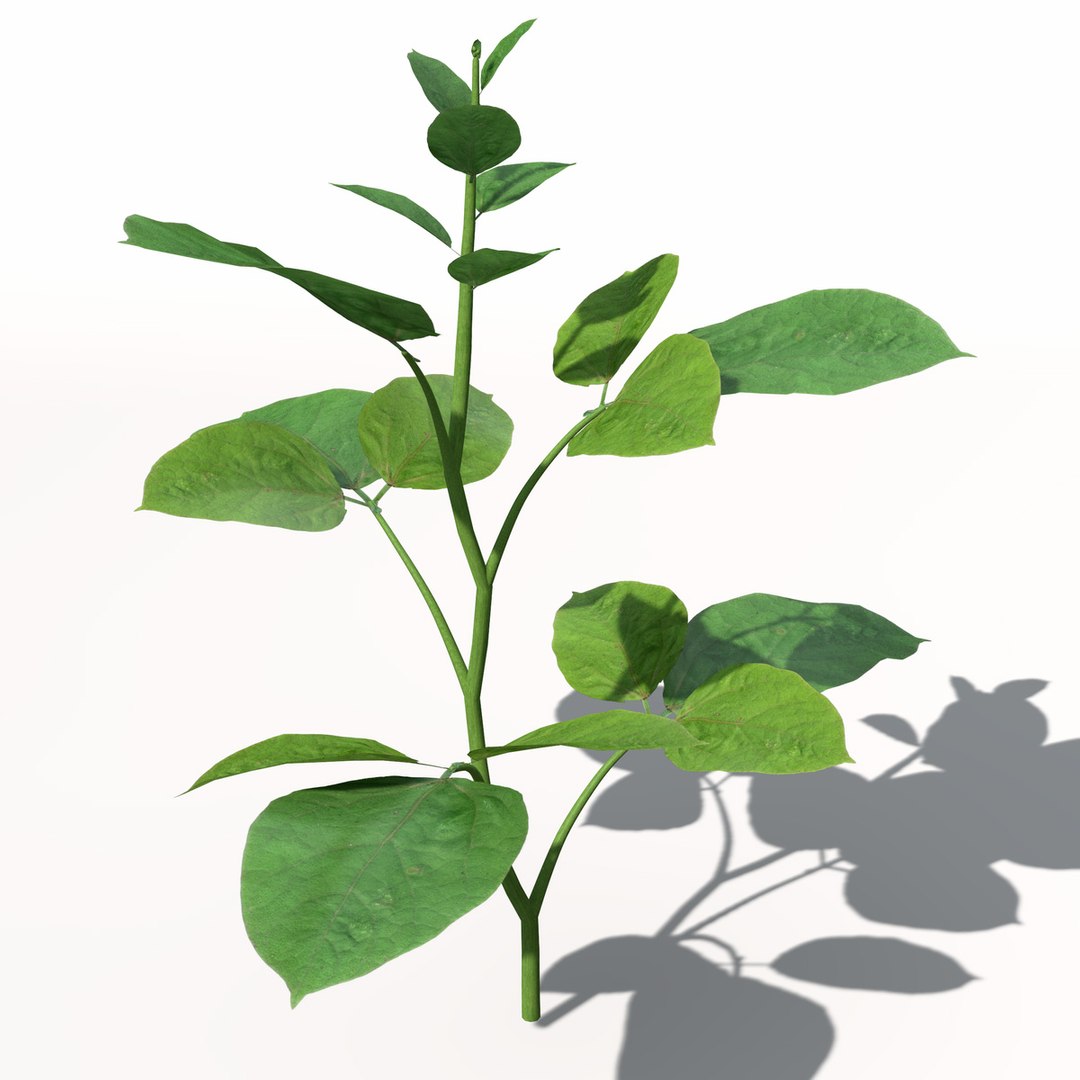 Soybean Plant 3d Model
