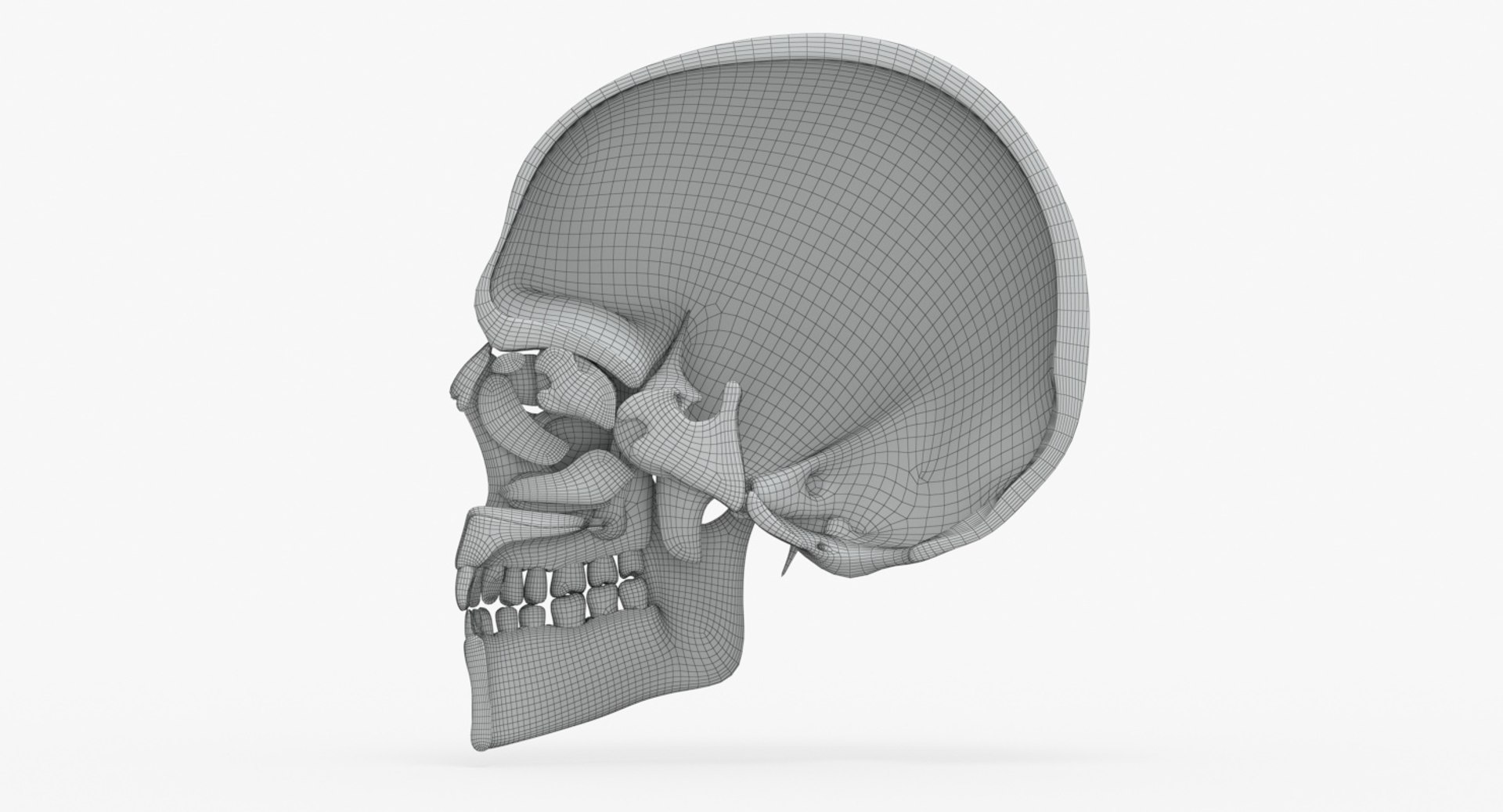 Skull Lateral Anatomy 3D Model - TurboSquid 1381807