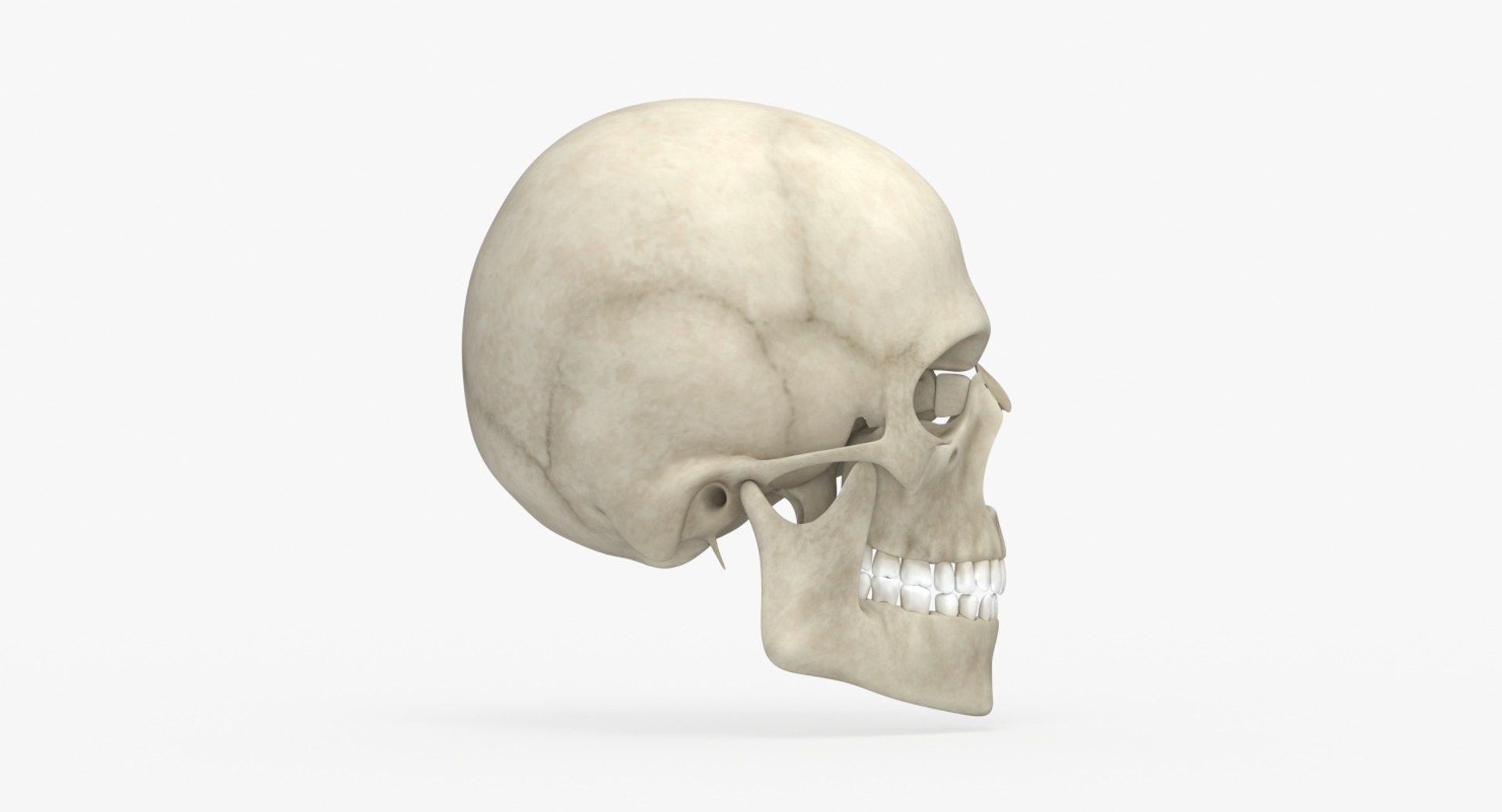 Skull Lateral Anatomy 3D Model - TurboSquid 1381807