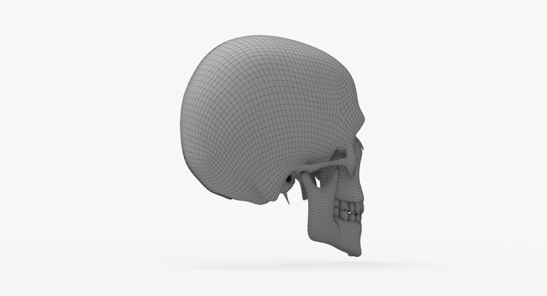 Skull Lateral Anatomy 3D Model - TurboSquid 1381807