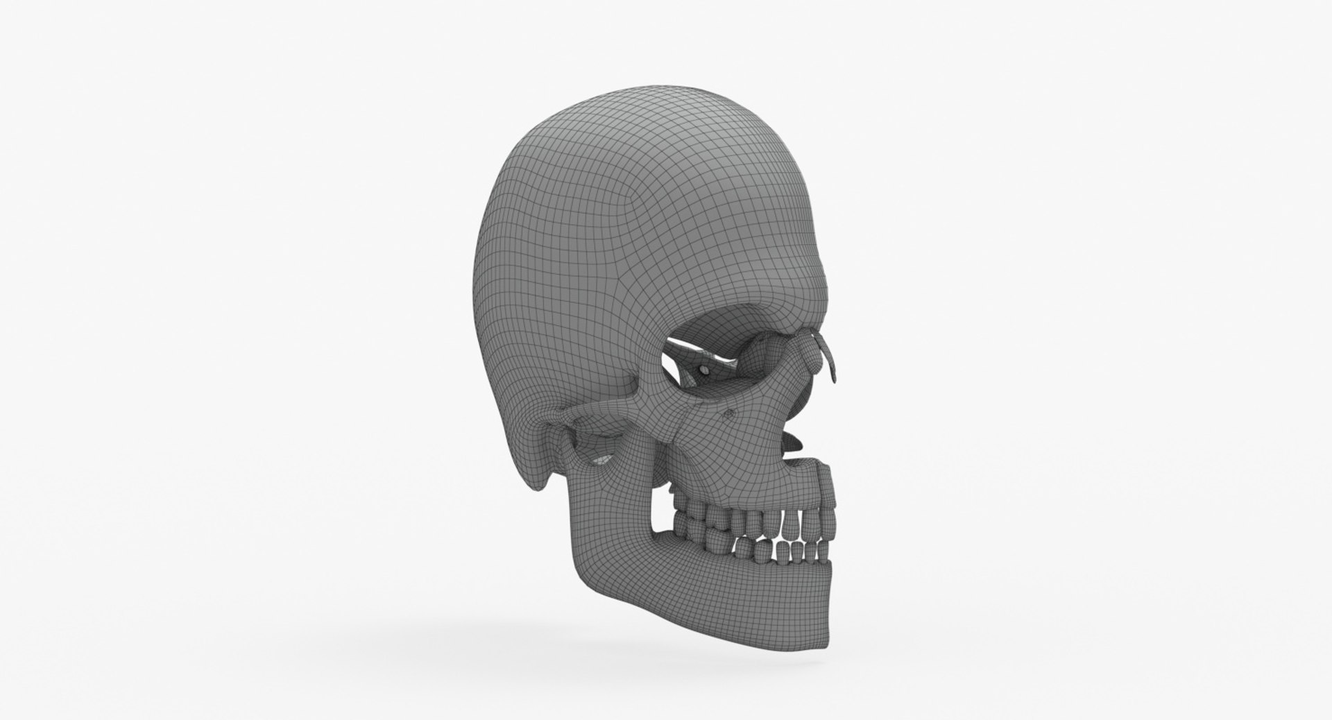Skull Lateral Anatomy 3D Model - TurboSquid 1381807