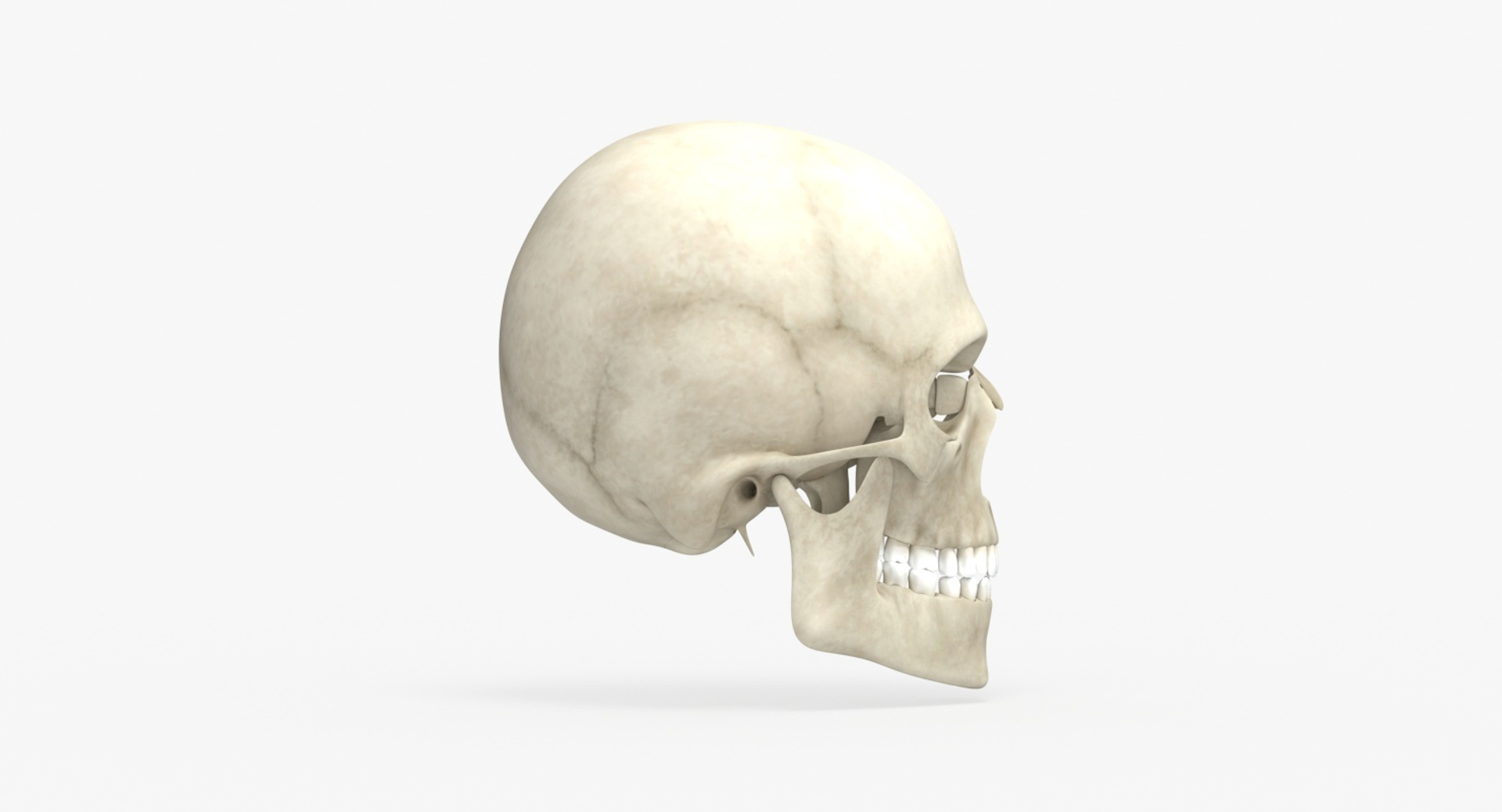 Skull Lateral Anatomy 3D Model - TurboSquid 1381807
