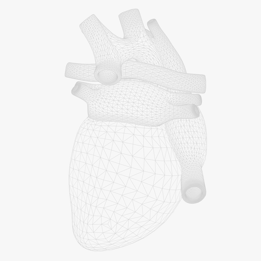 Human Heart Anatomy Animation Model - TurboSquid 2174611