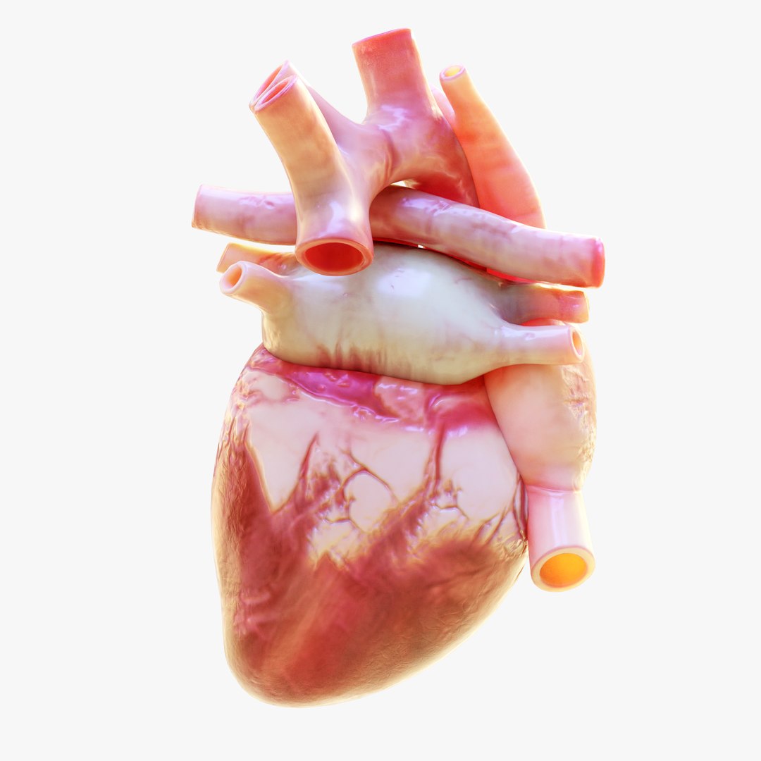 Human Heart Anatomy Animation Model - TurboSquid 2174611