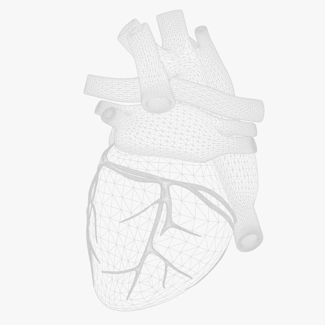 Human Heart Anatomy Animation Model - TurboSquid 2174611