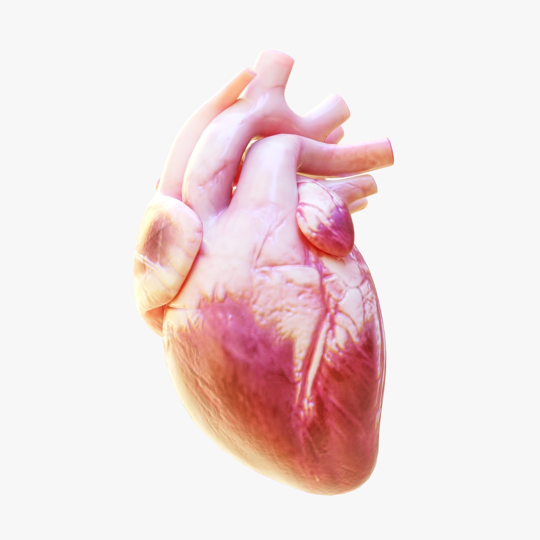 Human Heart Anatomy Animation Model - TurboSquid 2174611