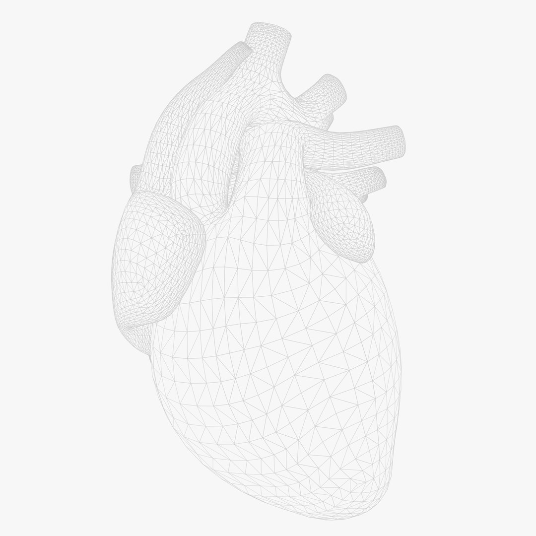 Human Heart Anatomy Animation Model - TurboSquid 2174611