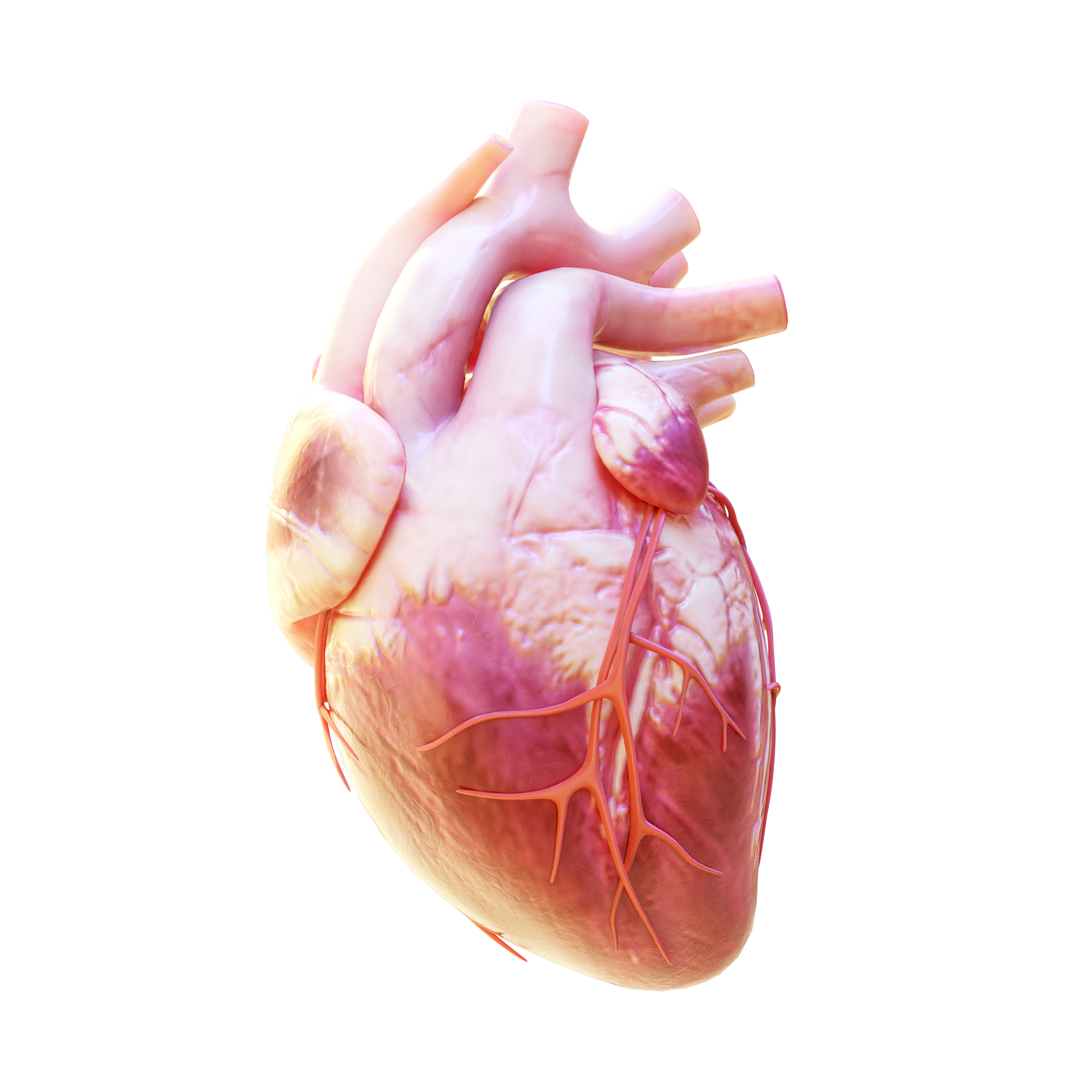 Human Heart Anatomy Animation Model - TurboSquid 2174611