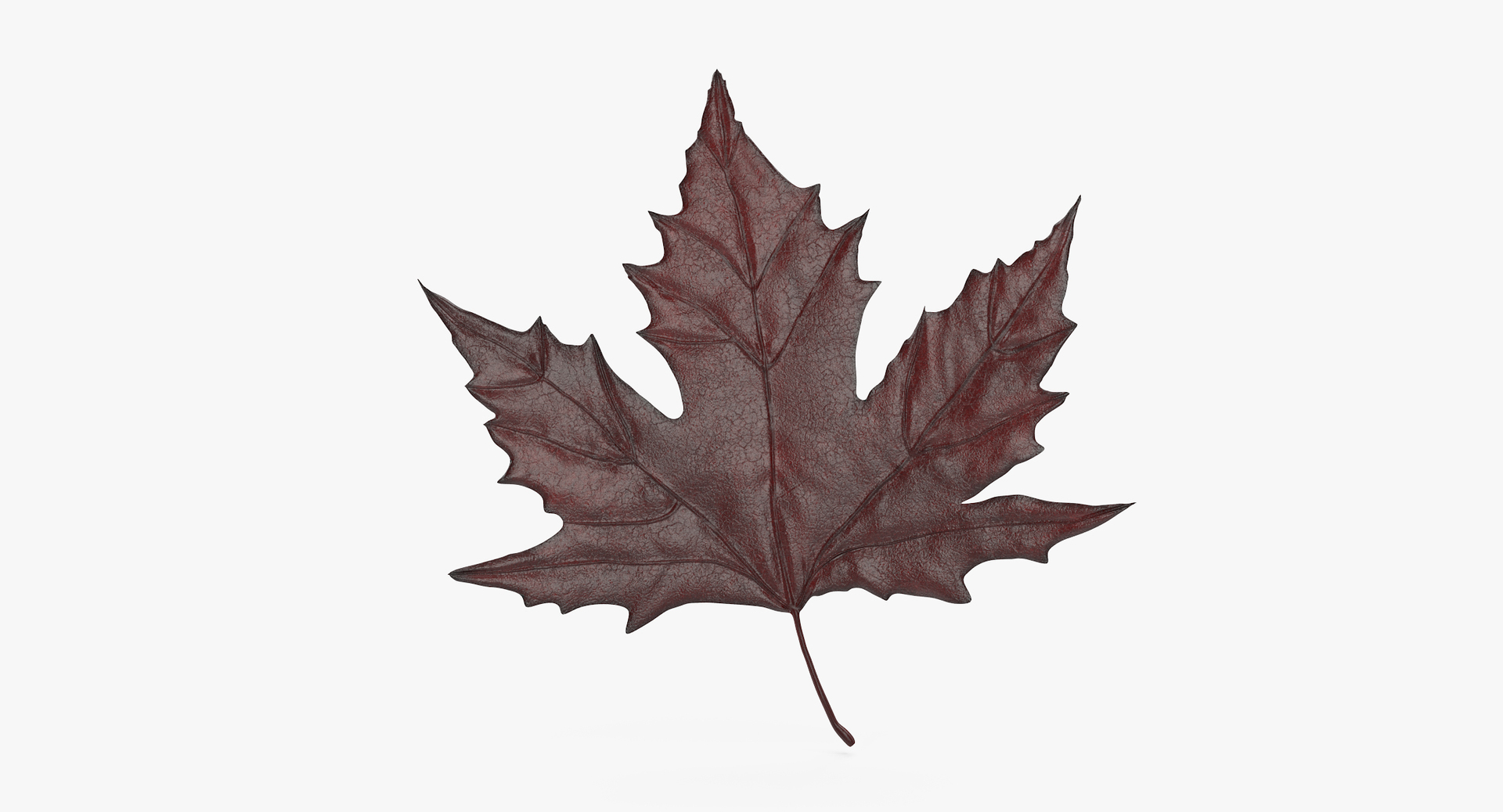 Red Maple Leaf 3d C4d