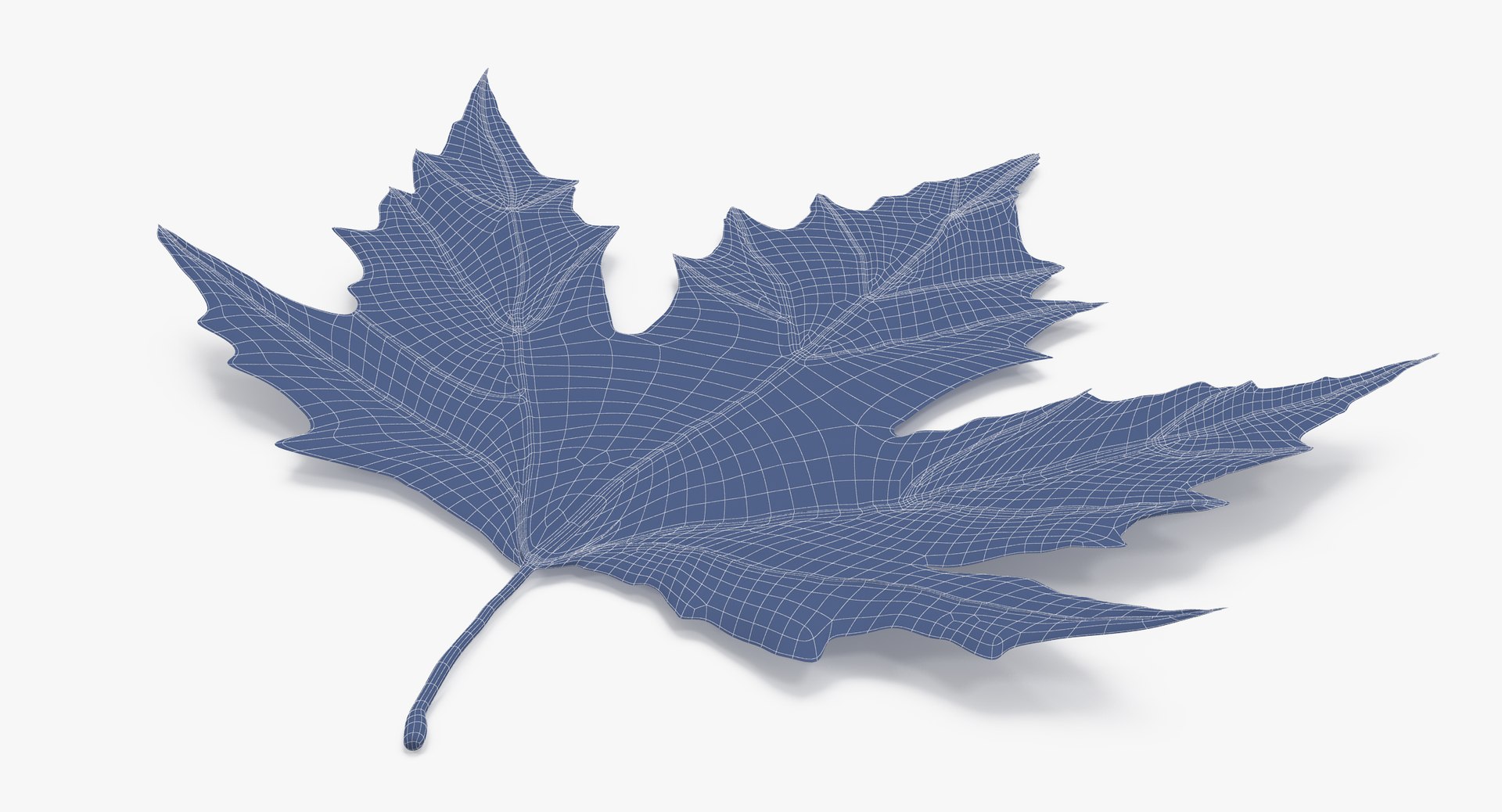 Red Maple Leaf 3d C4d
