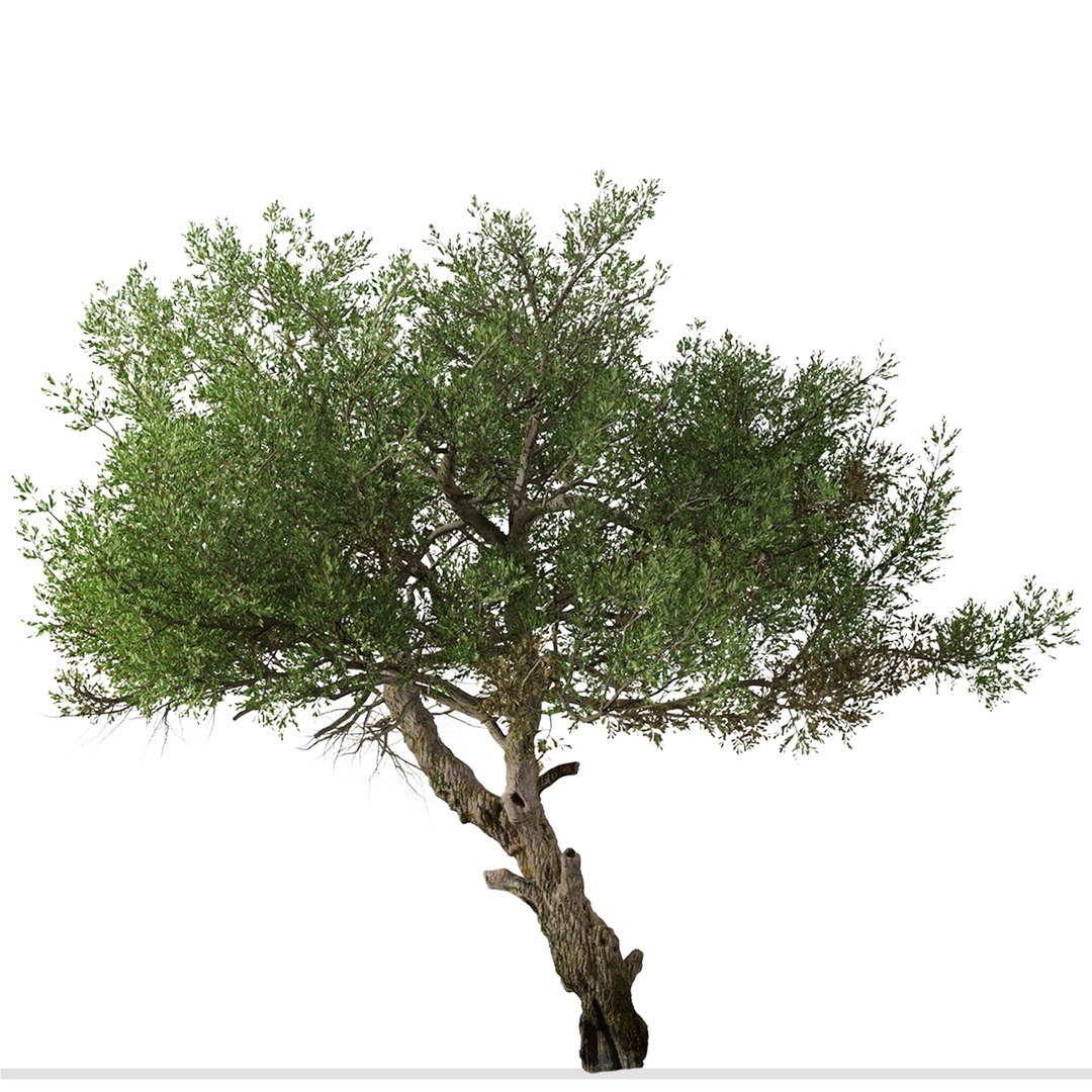 3D Set Of Mountain Mahogany Or Cercocarpus Tree - TurboSquid 1967809