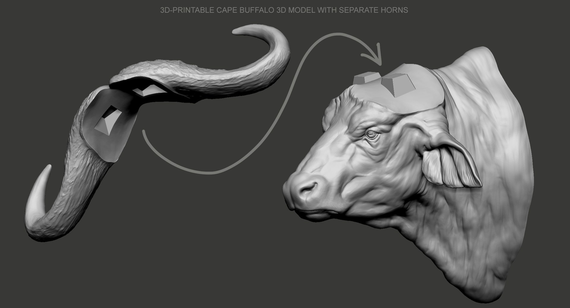 Cape Buffalo Animal Head 3D Model - TurboSquid 1306166