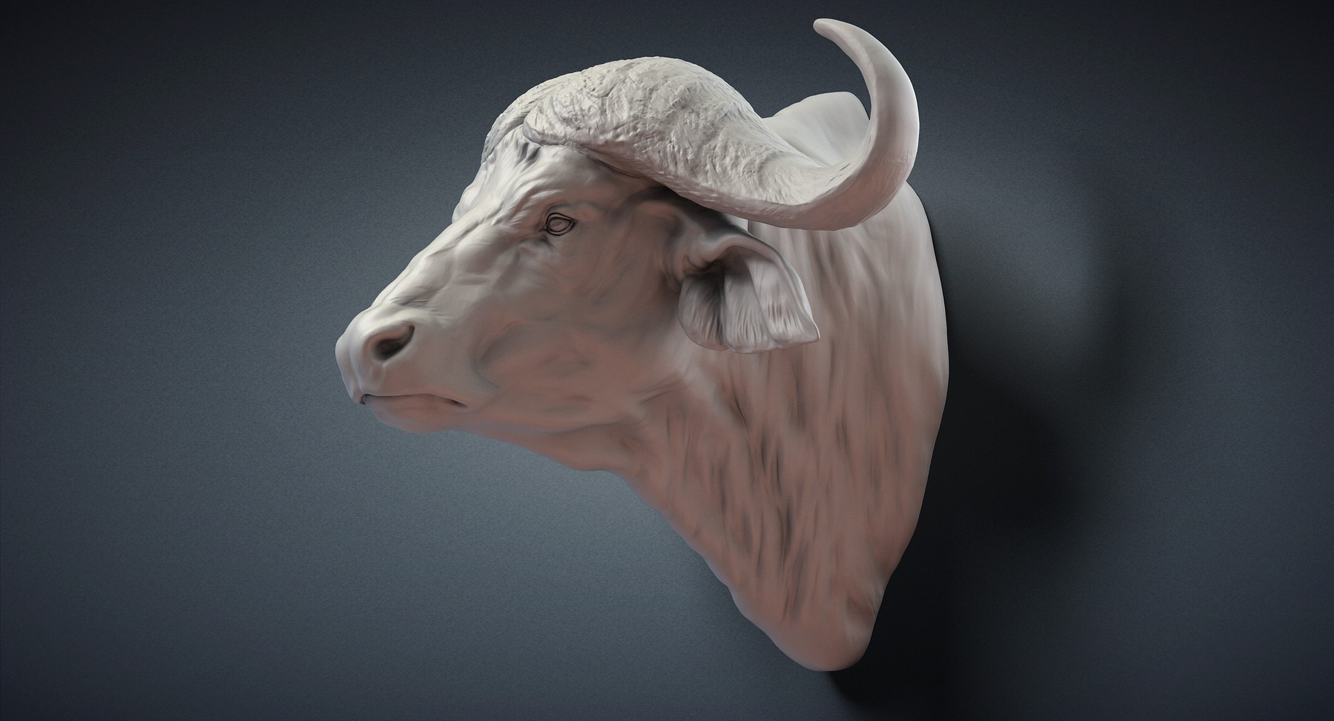 Cape Buffalo Animal Head 3D Model - TurboSquid 1306166