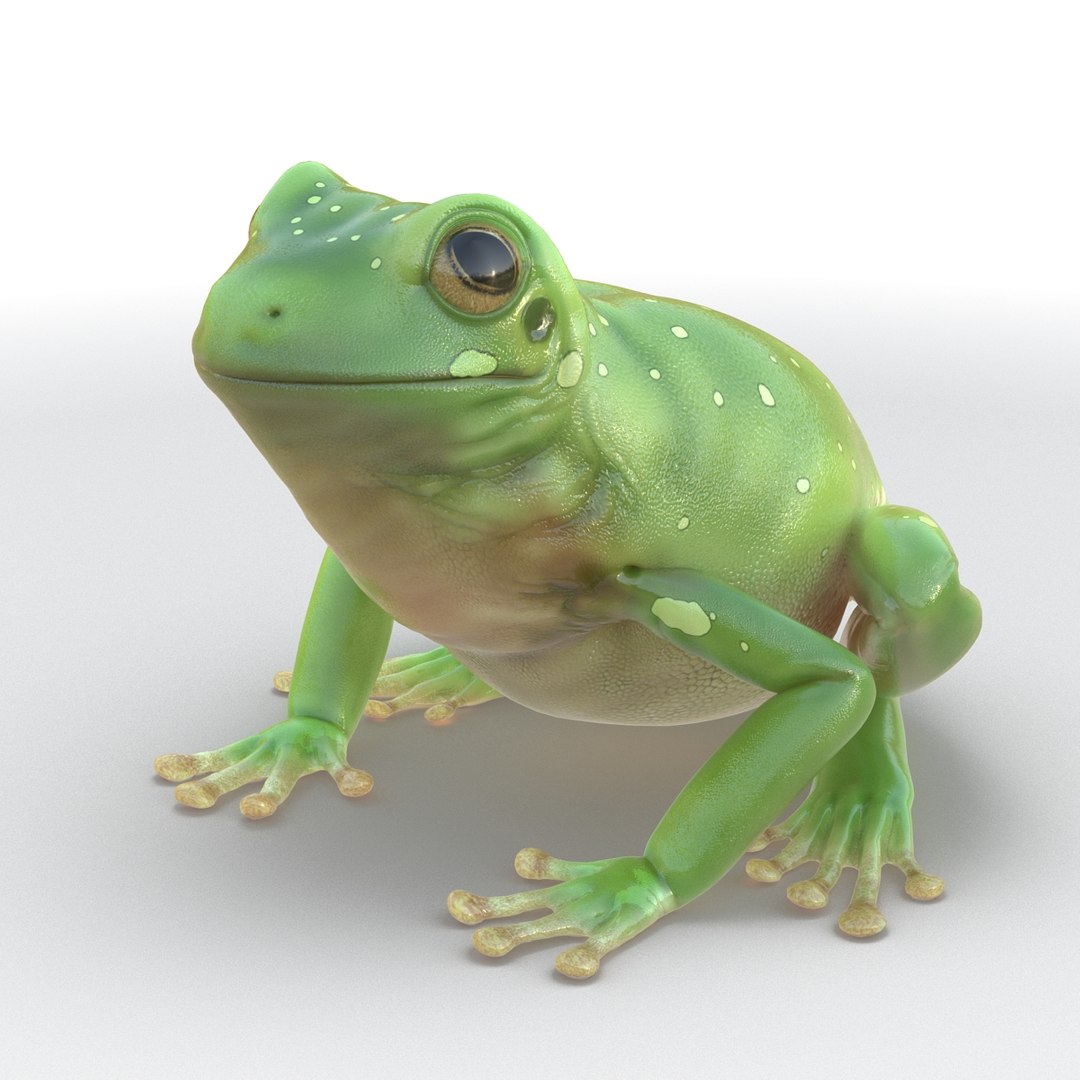 australian green tree frog 3d ma