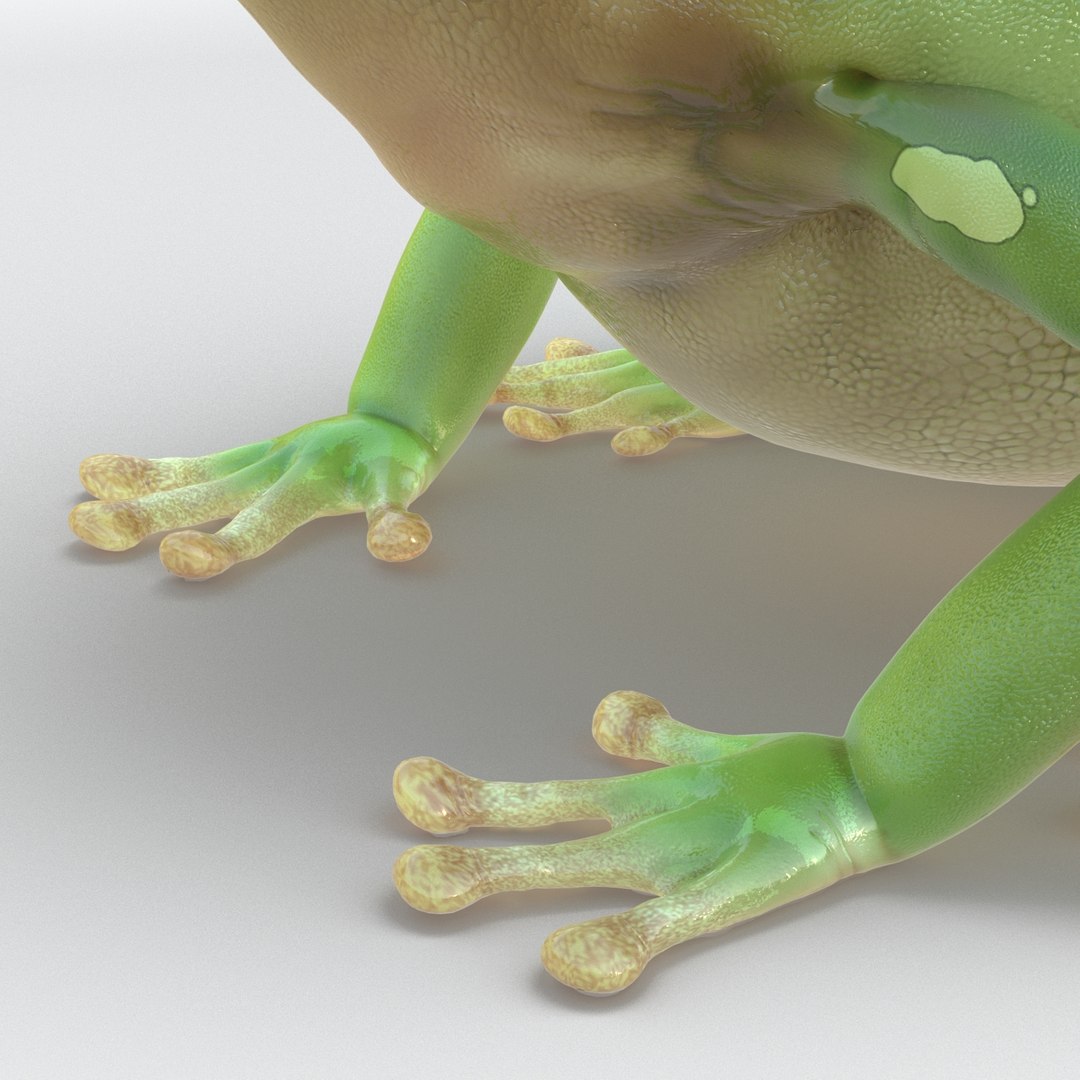 australian green tree frog 3d ma