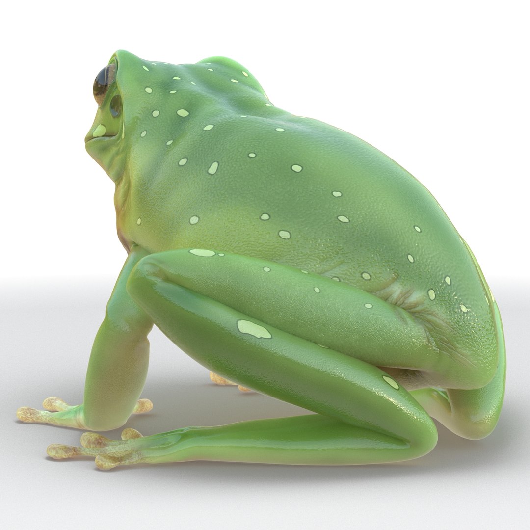 australian green tree frog 3d ma