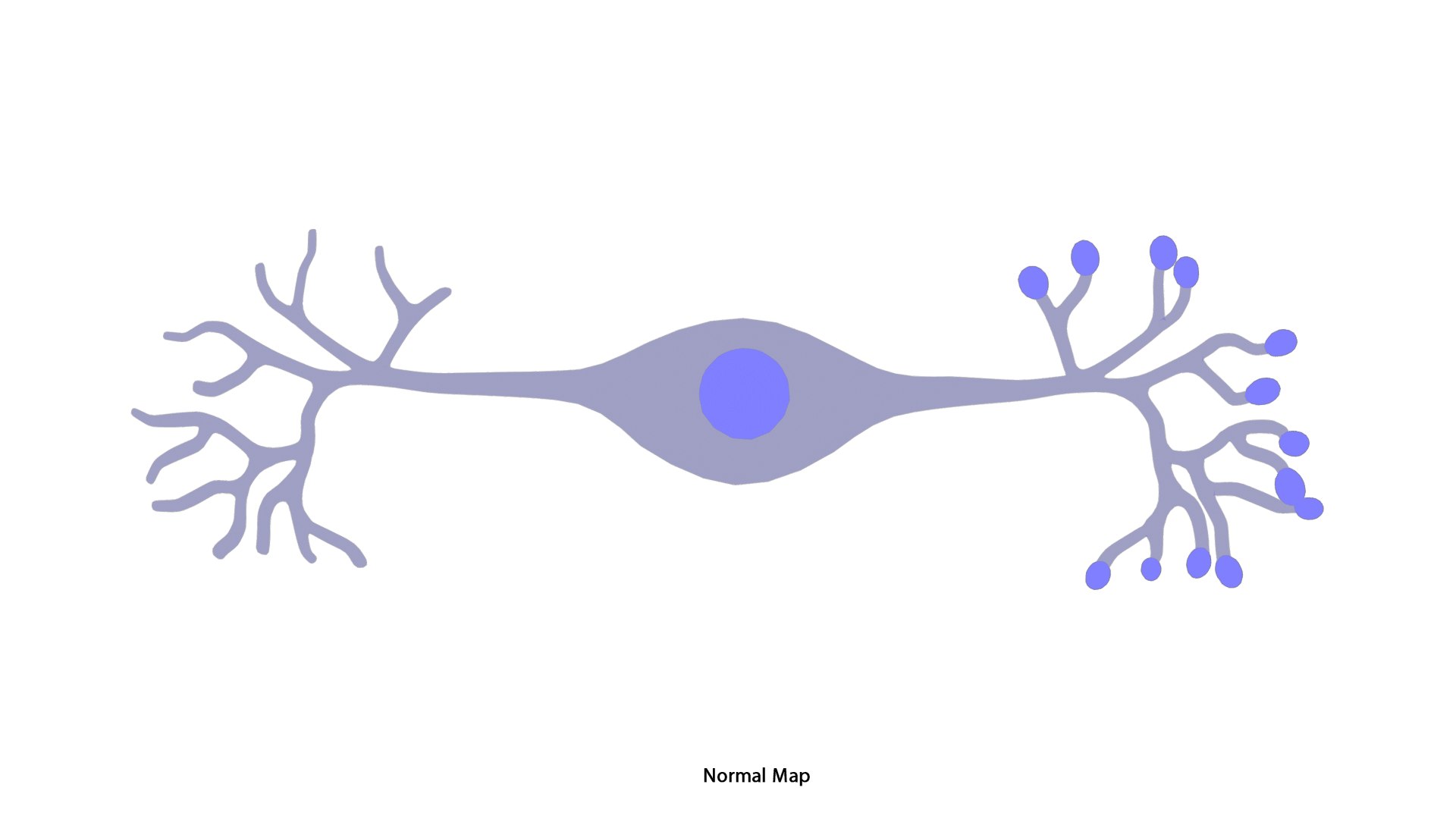 Bipolar Neuron Structure Model - TurboSquid 2503926
