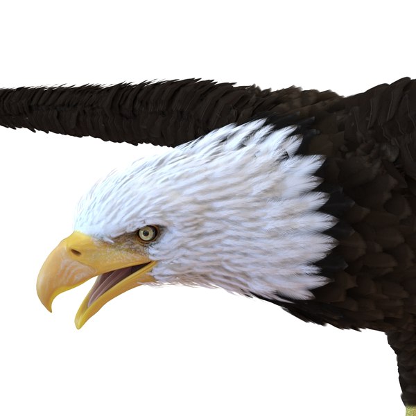 max bald eagle