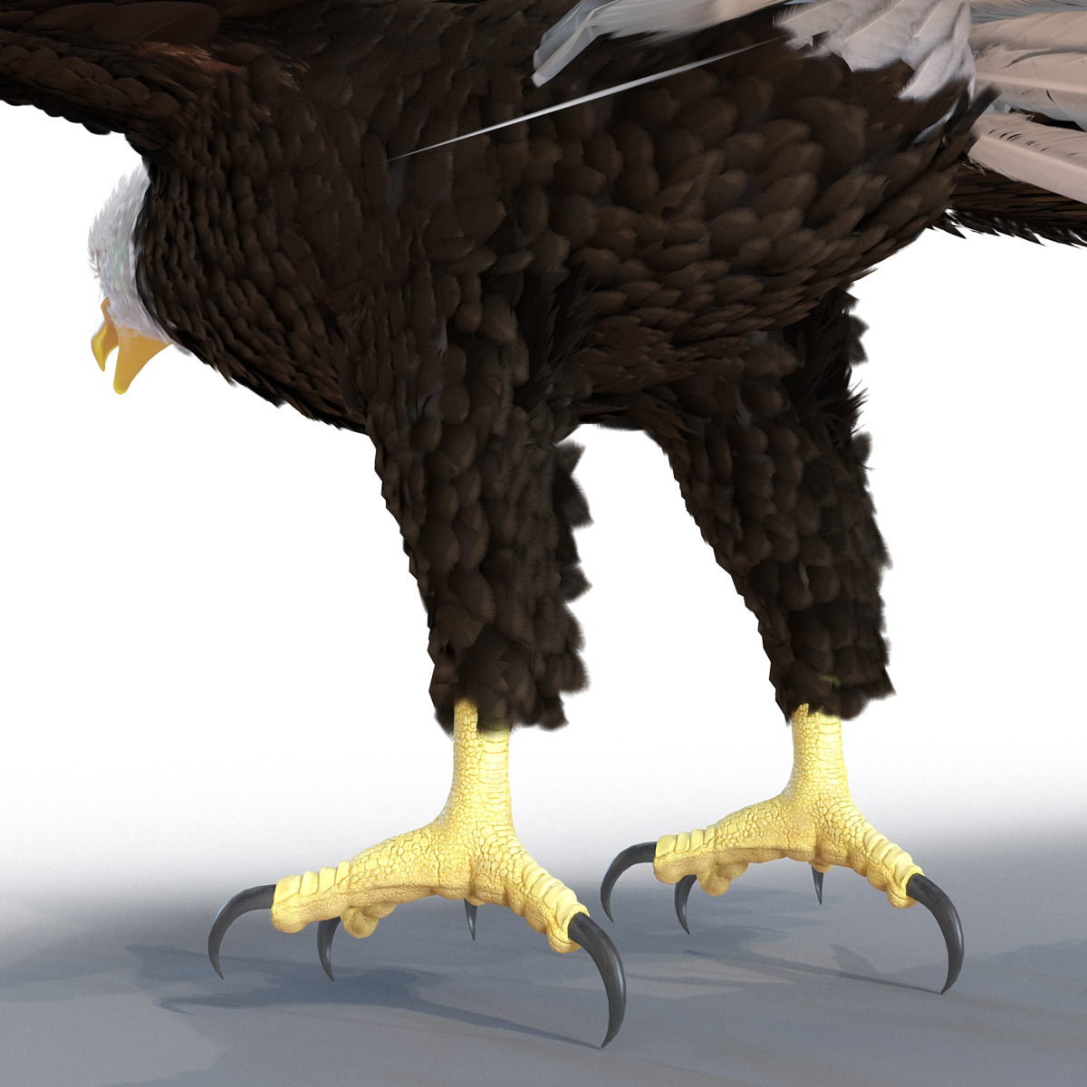 max bald eagle