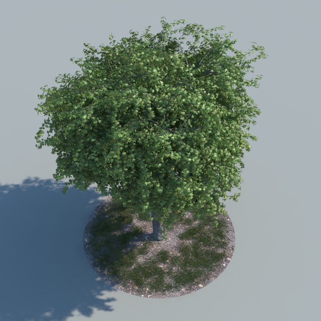 Realistic Maple Tree 3d Model